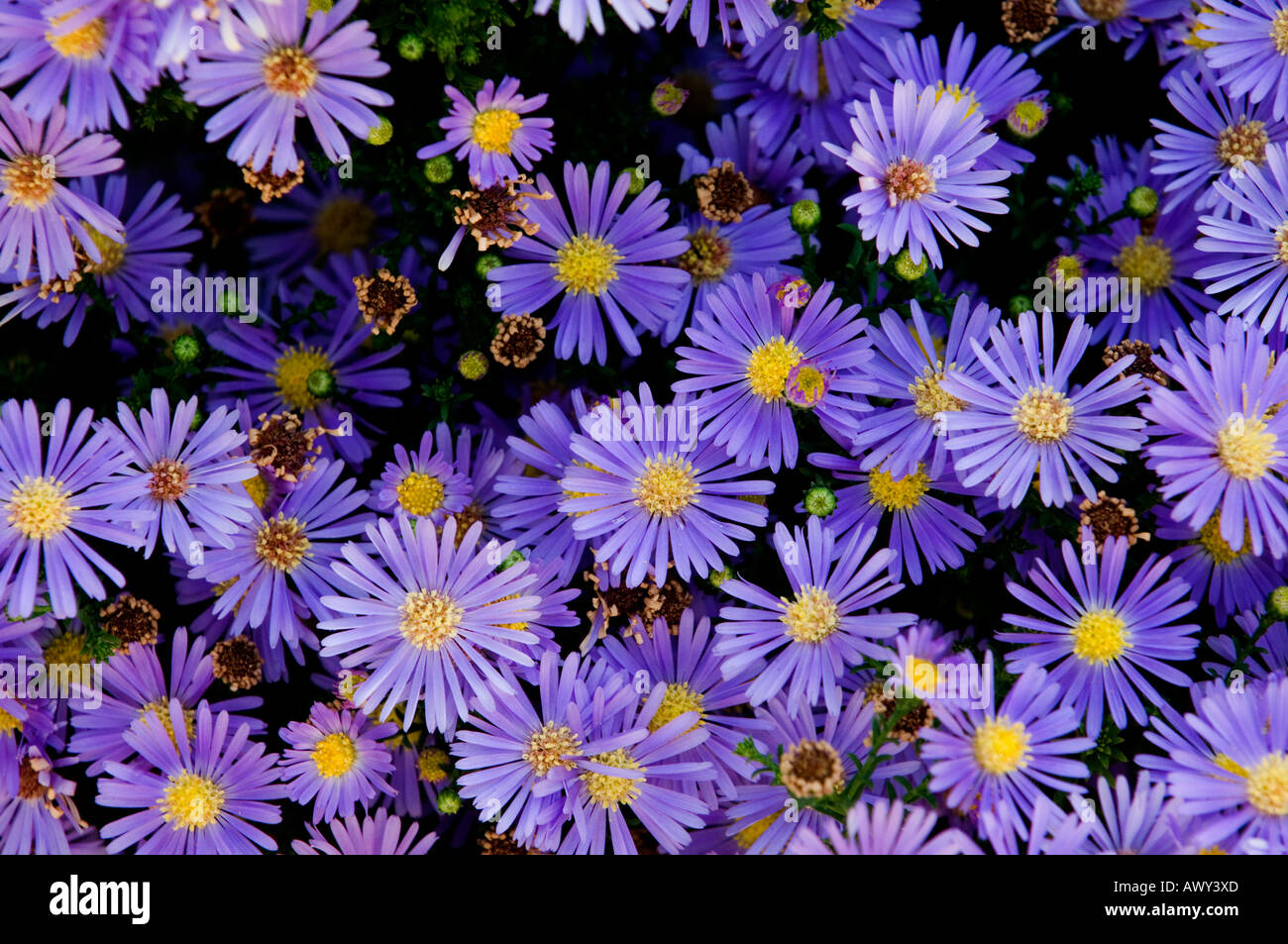 Purple dasies hi-res stock photography and images - Alamy