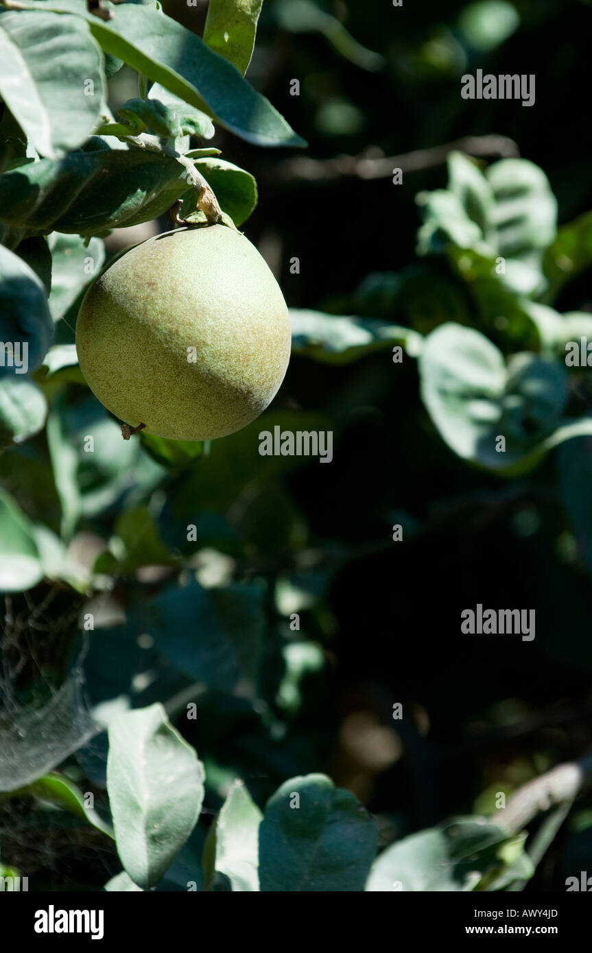 Grapefruit pictures hi-res stock photography and images - Alamy