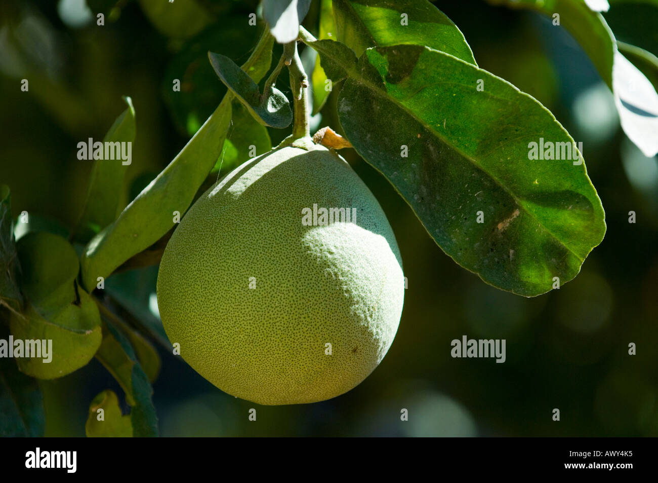 Grapefruit pictures hi-res stock photography and images - Alamy