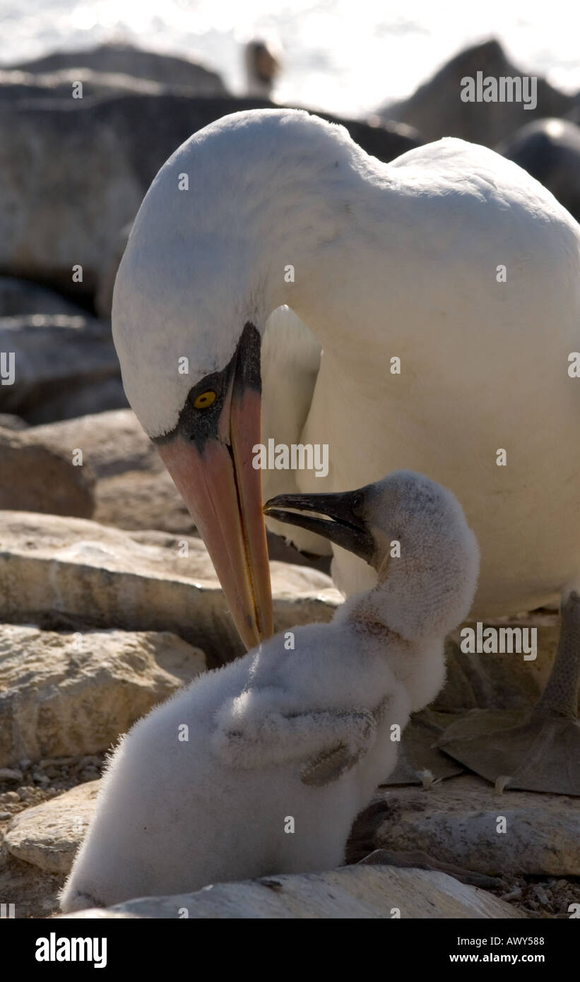 Masked booby family hi-res stock photography and images - Alamy