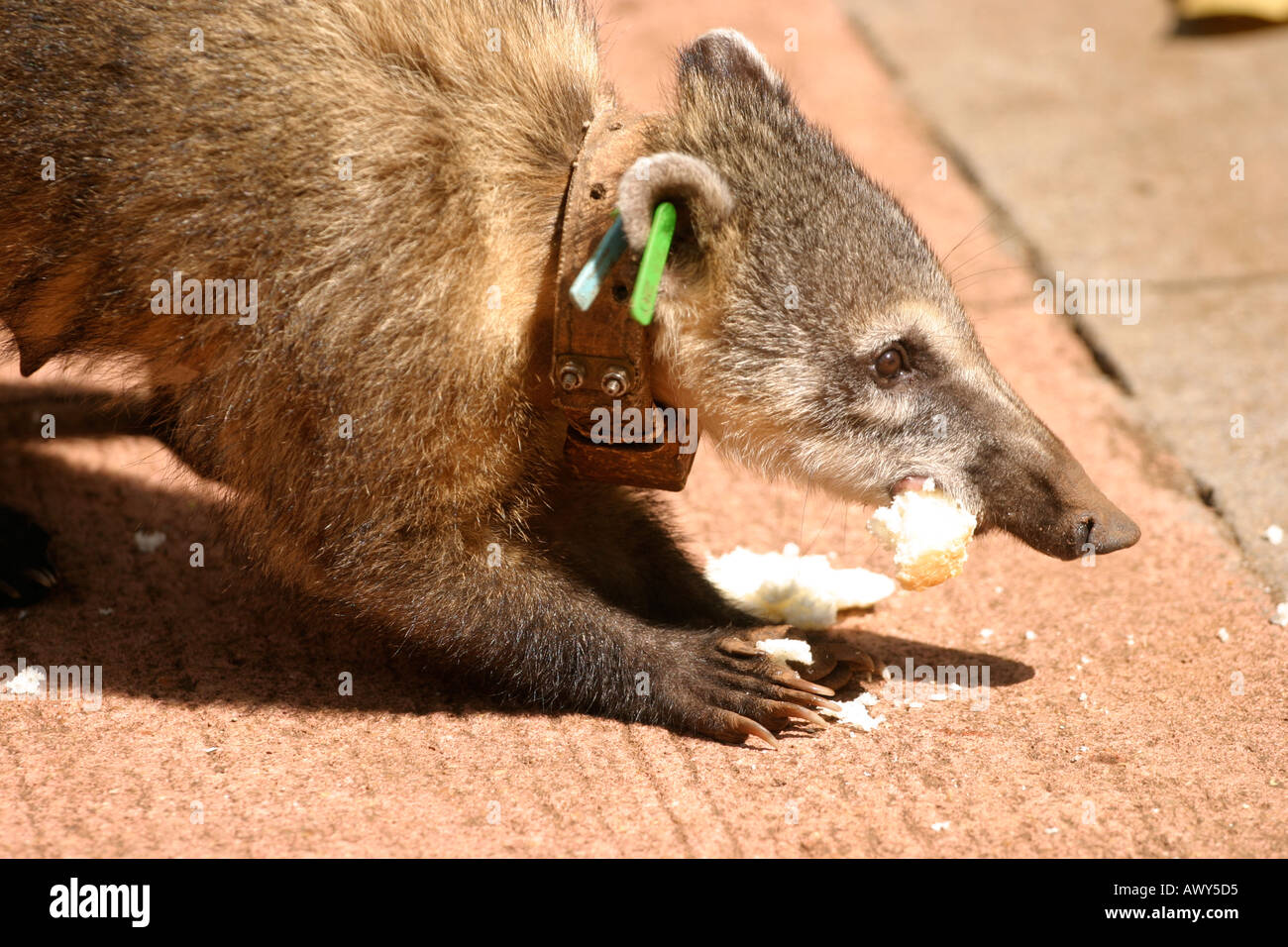 Red coati hi-res stock photography and images - Alamy