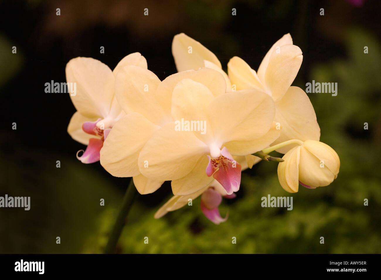 Orchid cluster hi-res stock photography and images - Alamy