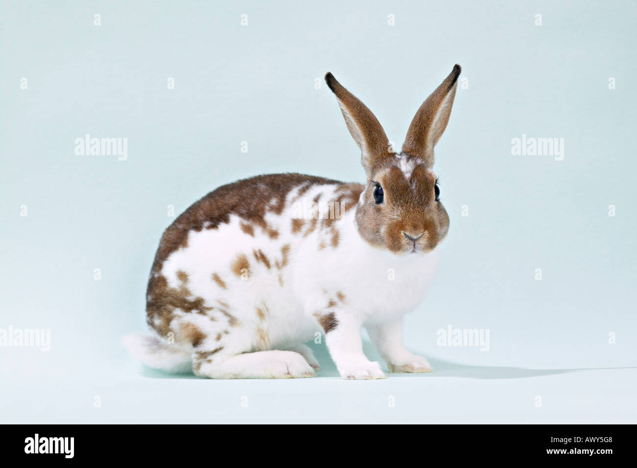 Portrait of Rabbit Stock Photo - Alamy