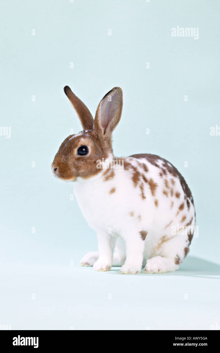 Portrait of Rabbit Stock Photo - Alamy