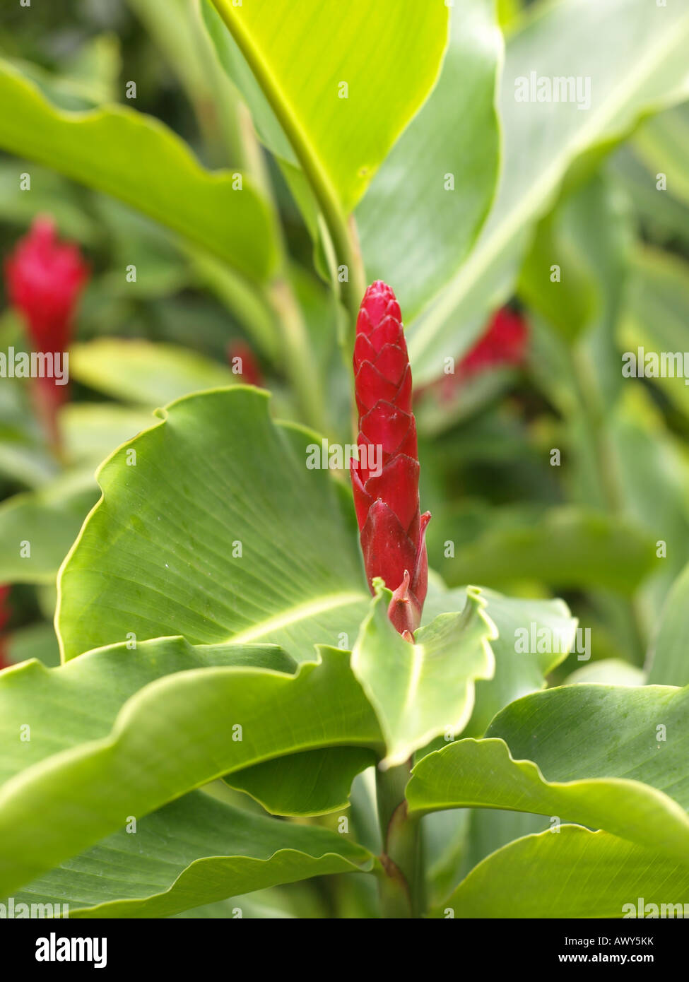 Red Ginger Flower High Resolution Stock Photography and Images - Alamy