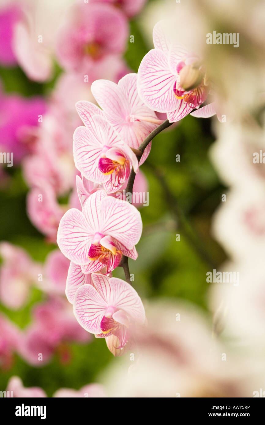 FLOWER LIGHTPINK ORCHID CLUSTER Stock Photo - Alamy