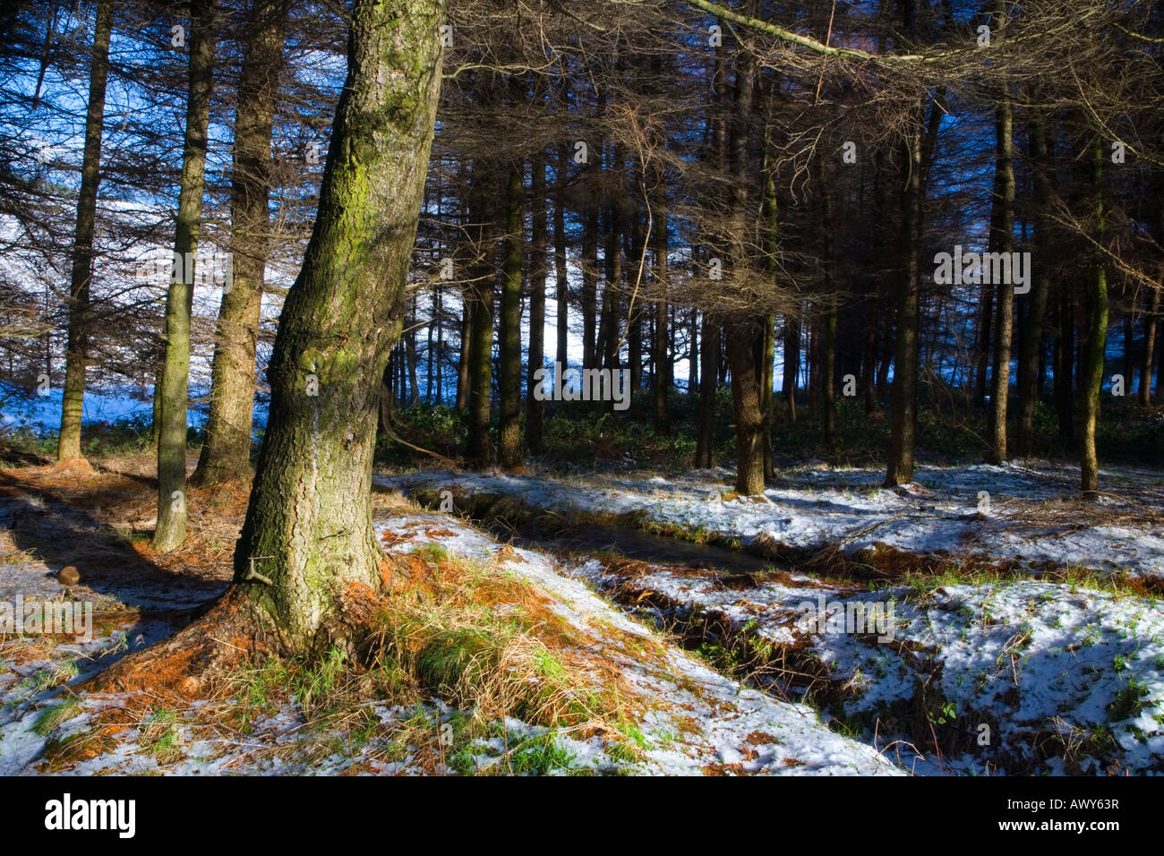 Snowy woodland scene alongside the Longdendale Trail in the Peak ...