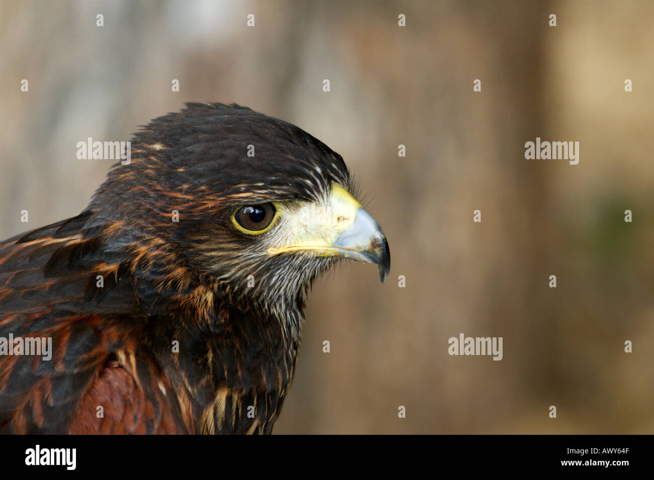 Louisiana Renaissance Festival Hammond Louisiana Stock Photo - Alamy