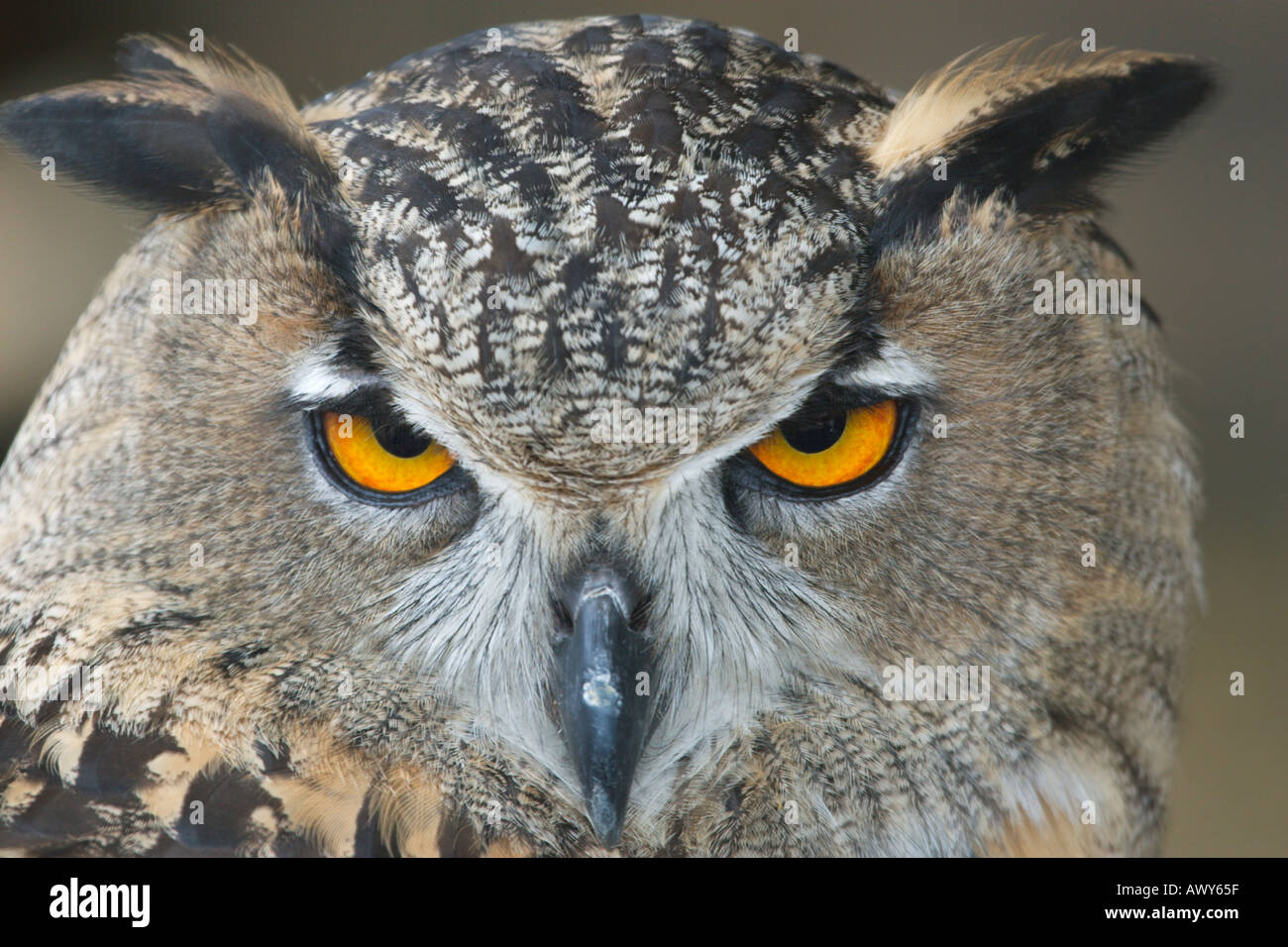 Frightening an eagle hi-res stock photography and images - Alamy