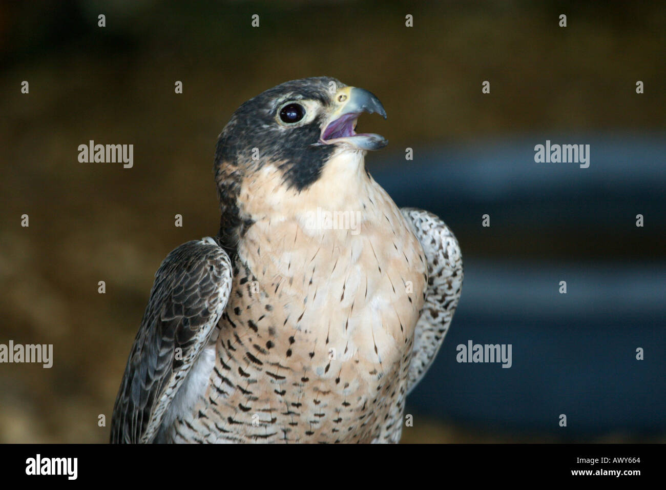 Louisiana Renaissance Festival Hammond Louisiana Stock Photo - Alamy