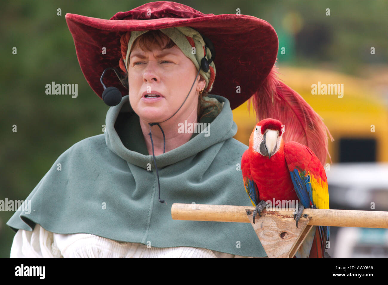 North american falconer with hawk hi-res stock photography and images ...