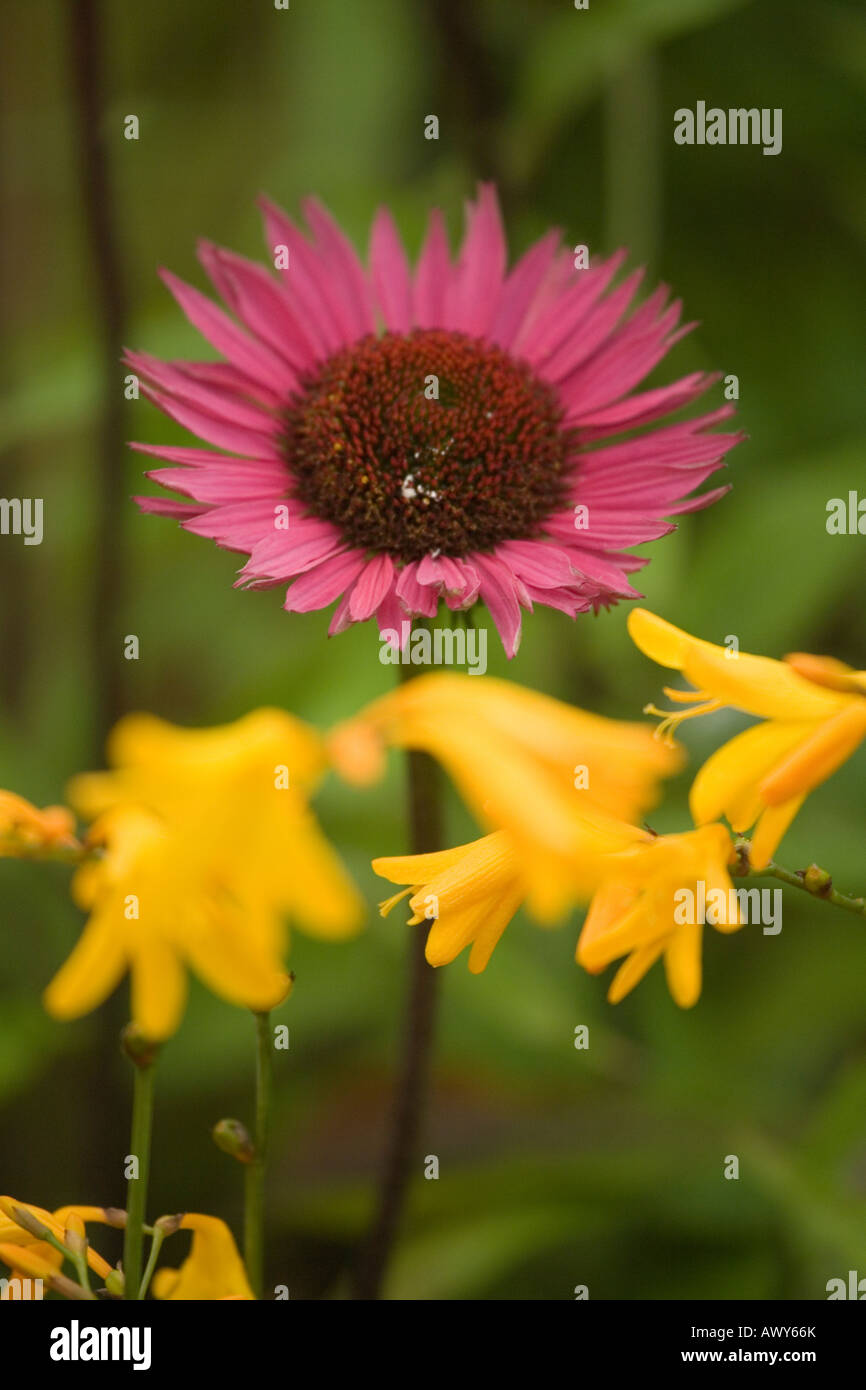 FLOWER MAROON DAISY WITH FOREGROUND FLOWERS Stock Photo - Alamy
