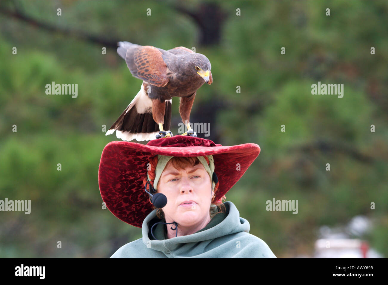 North american falconer with hawk hi-res stock photography and images ...