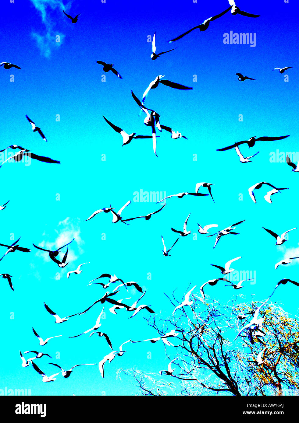Flying birds graphic hi-res stock photography and images - Alamy