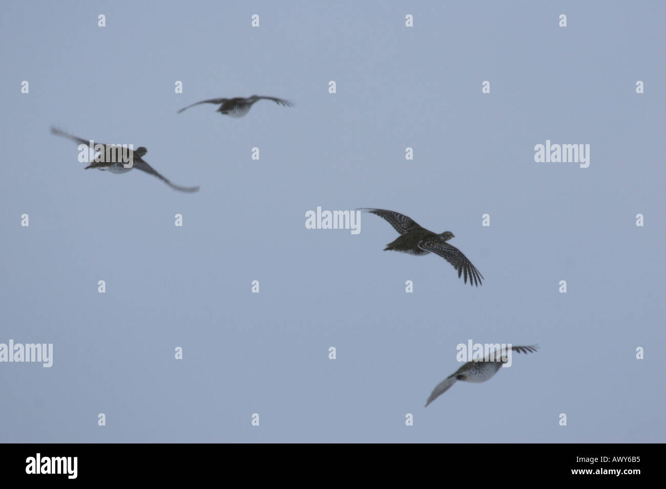 Sharp tailed Grouse in flight in scenic Saskatchewan Canada Stock Photo ...