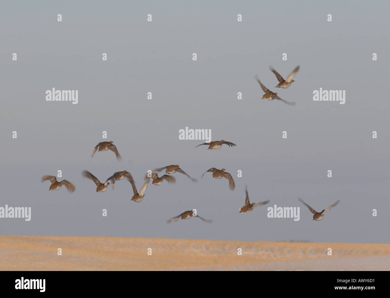 Sharp tailed Grouse in flight in scenic Saskatchewan Canada Stock Photo ...