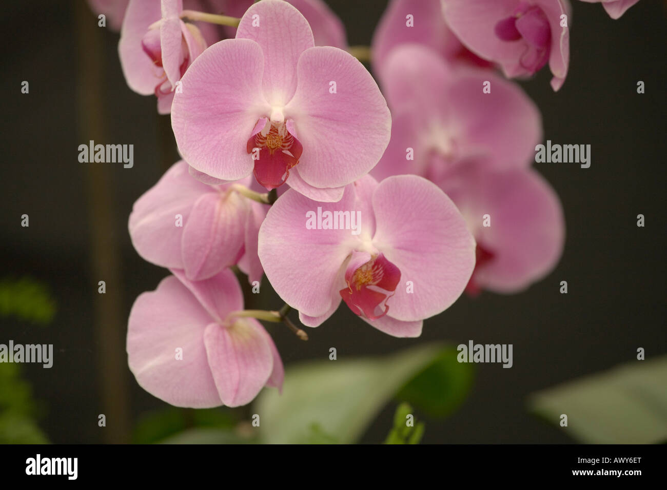 FLOWER PINK ORCHID CLUSTER Stock Photo - Alamy