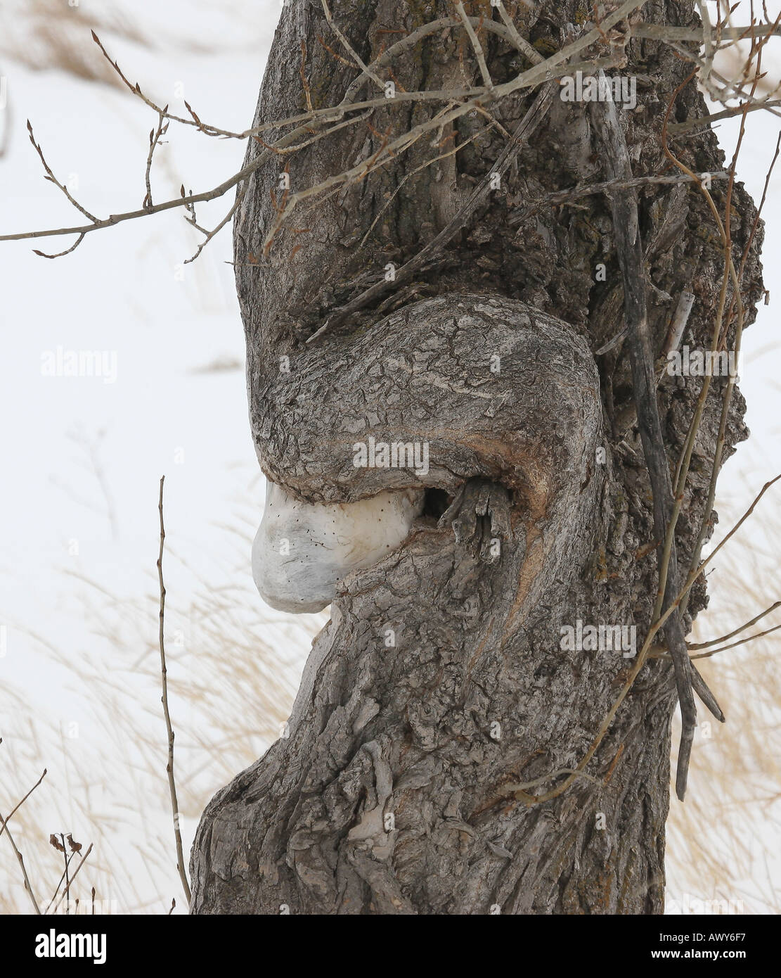Knotty Tree Trunk in scenic Saskatchewan Canada Stock Photo - Alamy