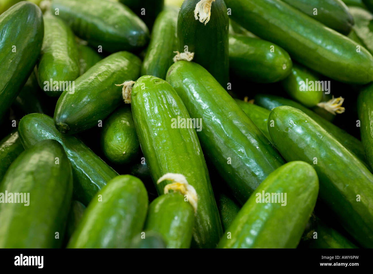 A pile of fresh ripe cucumbers Stock Photo - Alamy