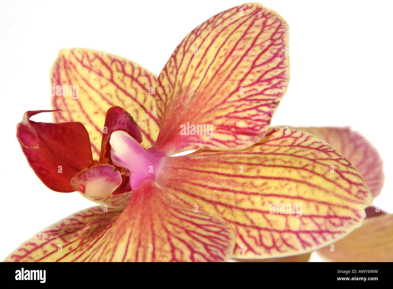 Striped orchid flower isolated on white background Stock Photo - Alamy
