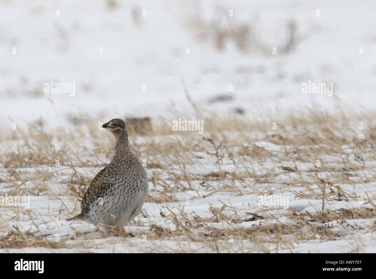 Sharp tailed Grouse in scenic Saskatchewan Canada Stock Photo - Alamy