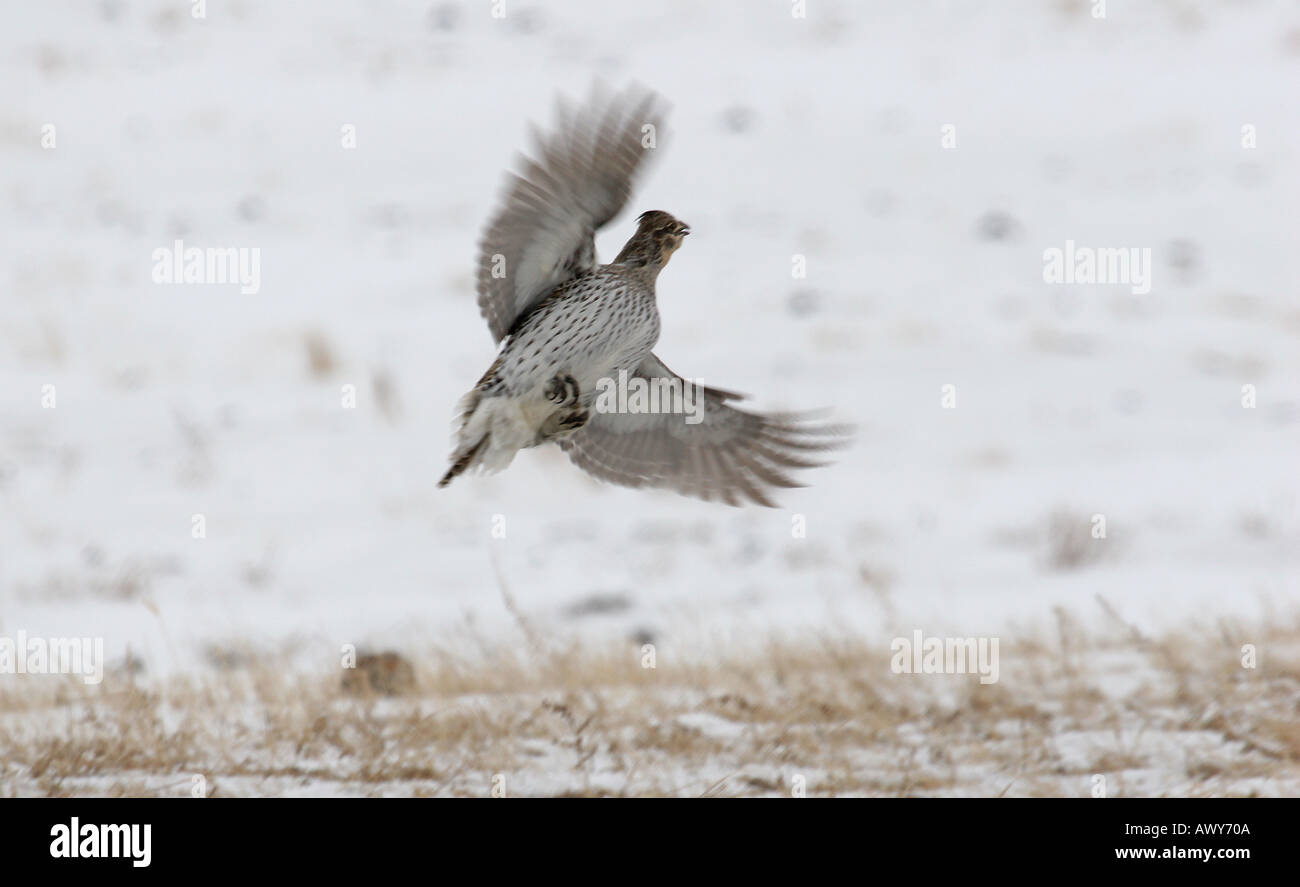 Sharp tailed Grouse in scenic Saskatchewan Canada Stock Photo - Alamy