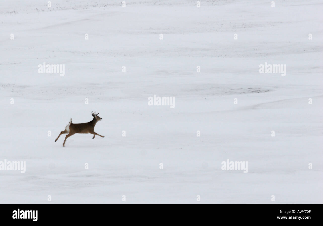 White tailed deer jaw hi-res stock photography and images - Alamy
