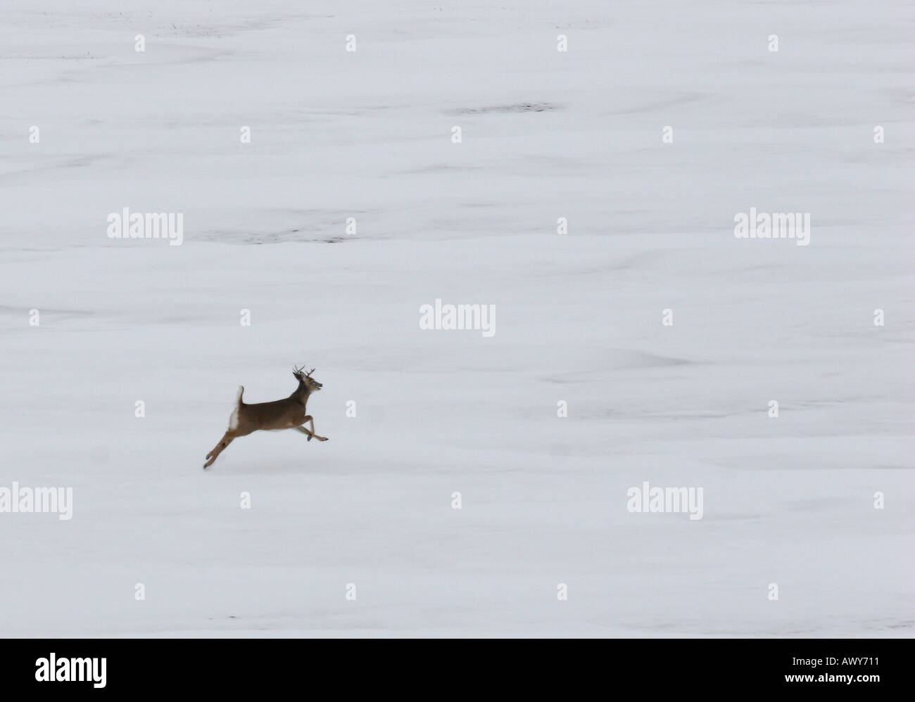 White tailed deer jaw hi-res stock photography and images - Alamy