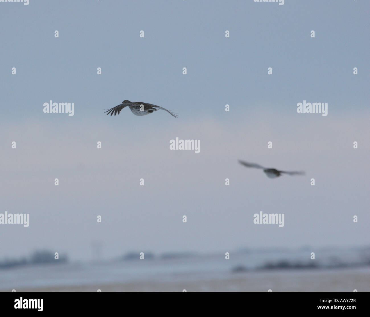 Sharp tailed Grouse in Flight in scenic Saskatchewan Canada Stock Photo ...