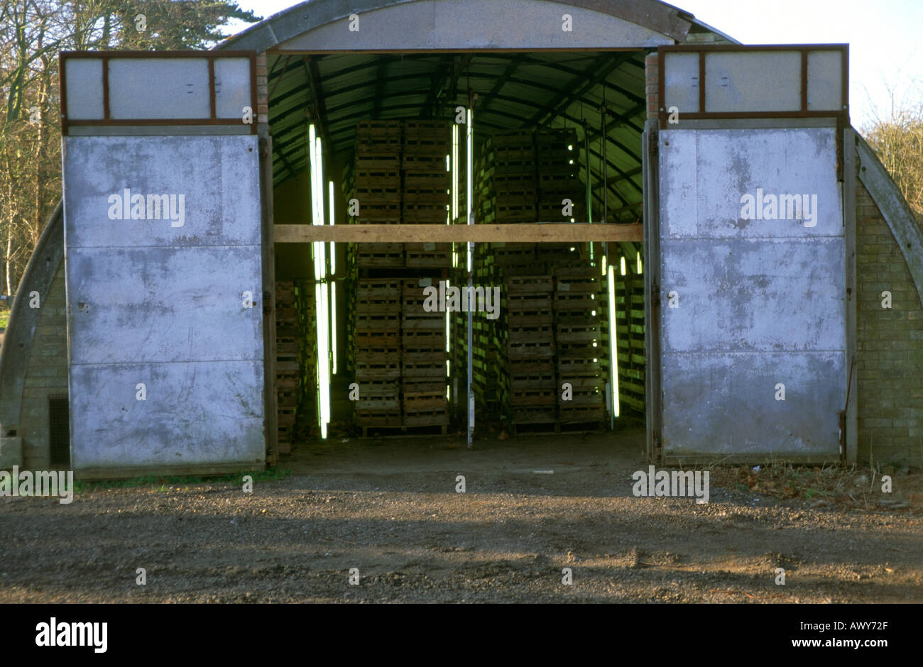 Potato shed with lights to speed up germination Stock Photo - Alamy