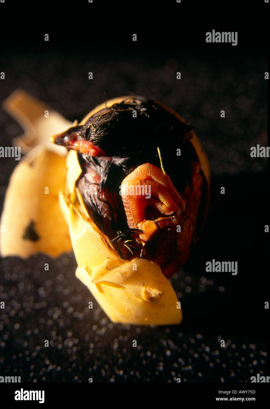 Still life with dead poultry hi-res stock photography and images - Alamy