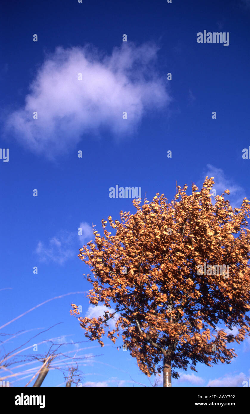 Small beech tree and fluffy cloud in blue sky looking up from below ...
