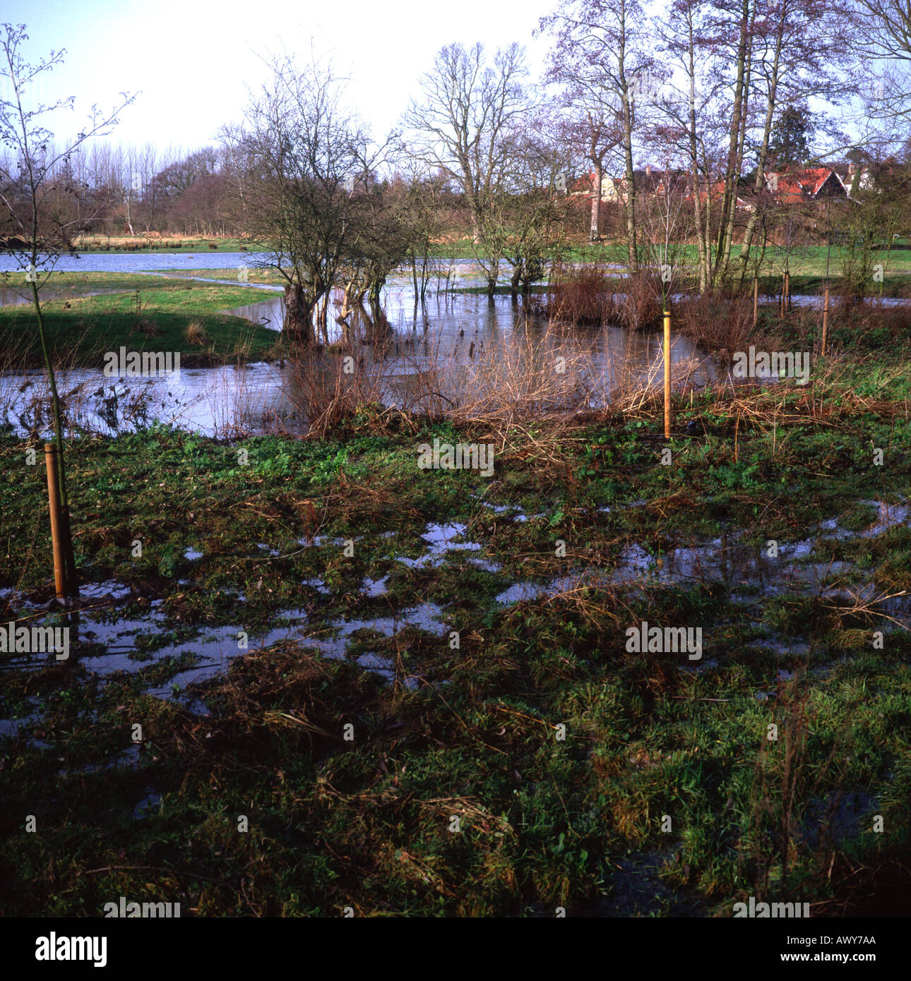Wet flood plain with standing water Suffolk England Stock Photo - Alamy