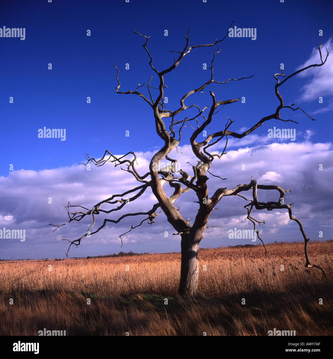 Snape Tree Suffolk High Resolution Stock Photography and Images - Alamy