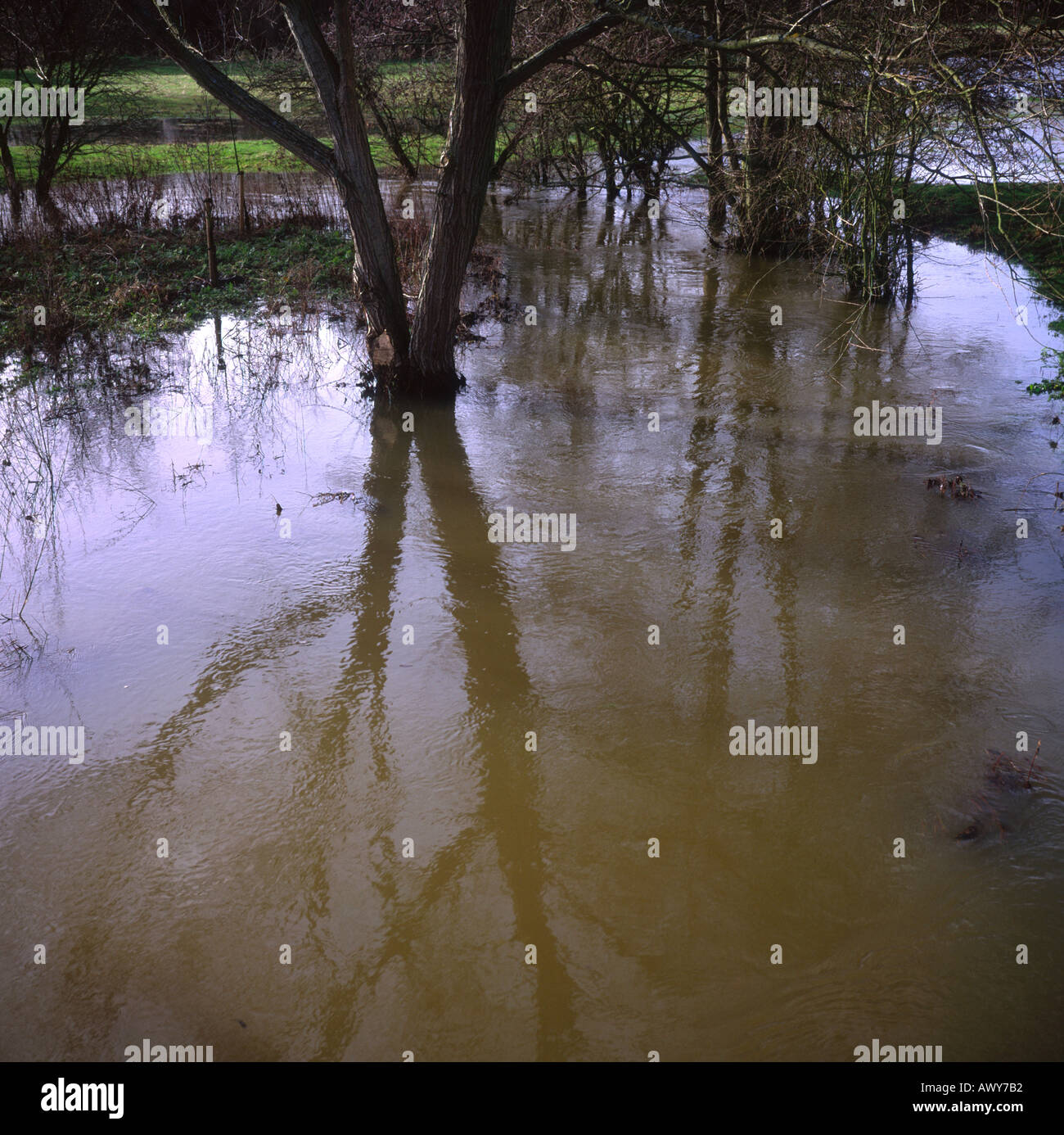 Tree reflection in flooded river Suffolk Stock Photo - Alamy