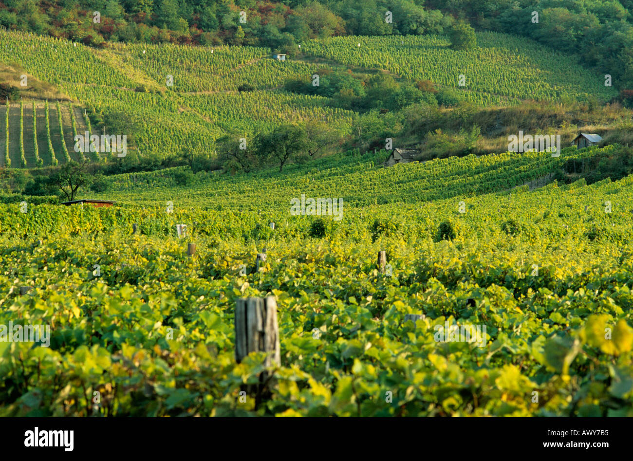 Vineyards Tokaj Region Hungary Stock Photo - Alamy