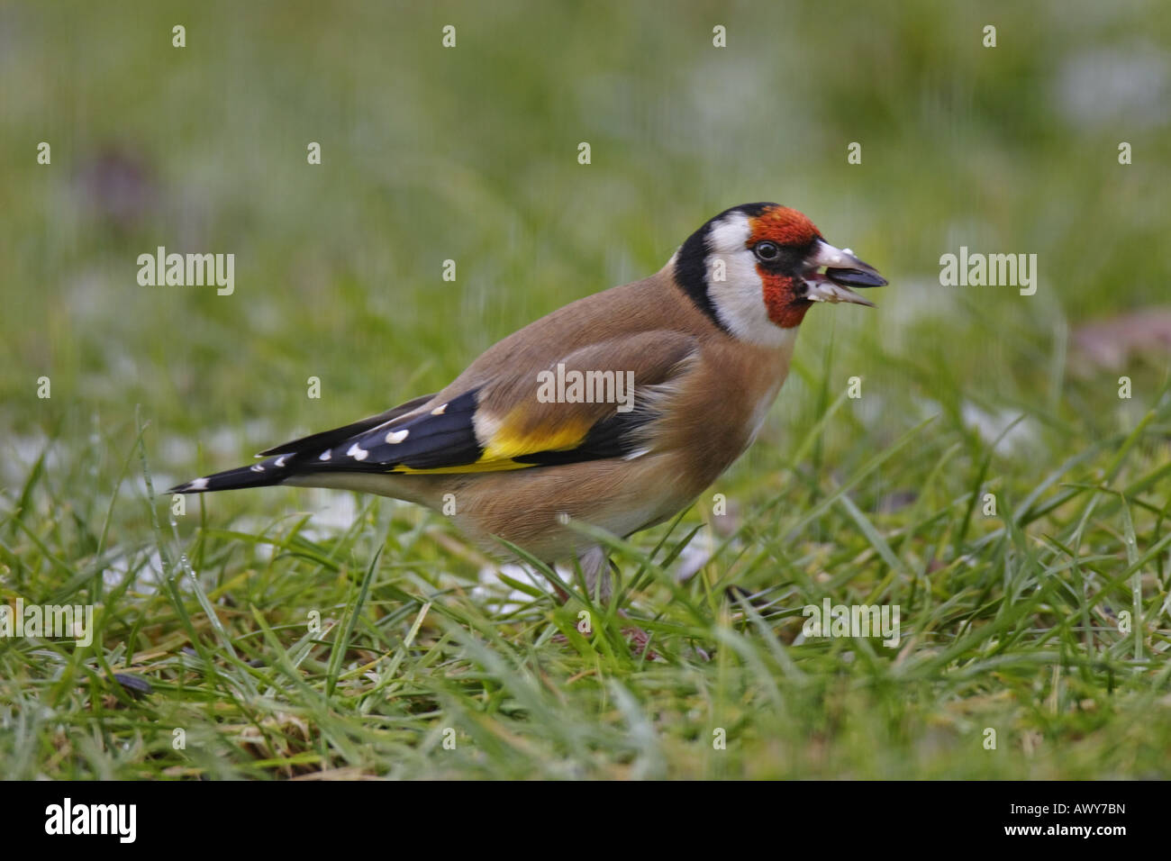 Stieglitz Distelfink Carduelis carduelis European Goldfinch Stock Photo ...