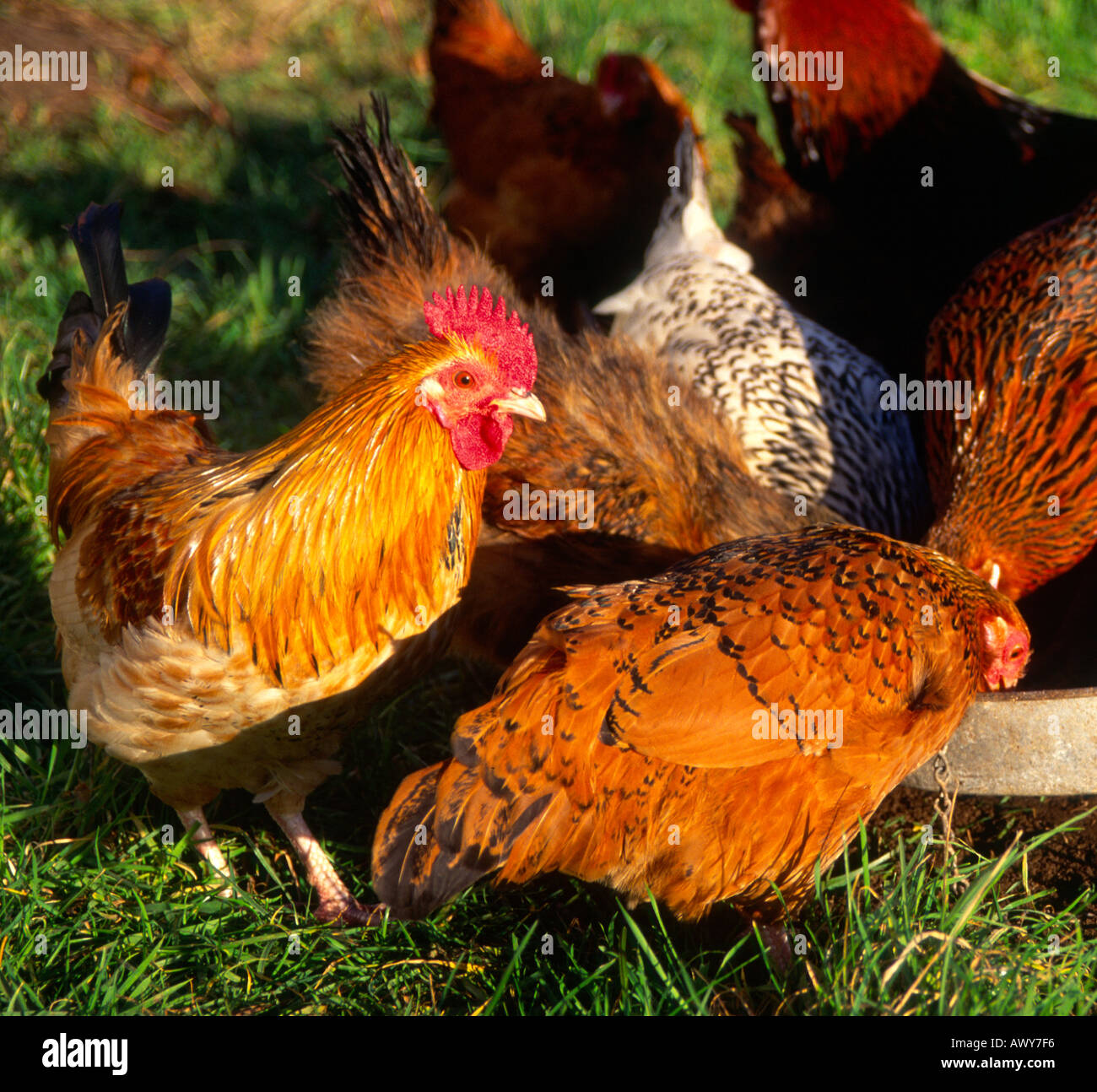 Cockerel and hens Stock Photo - Alamy