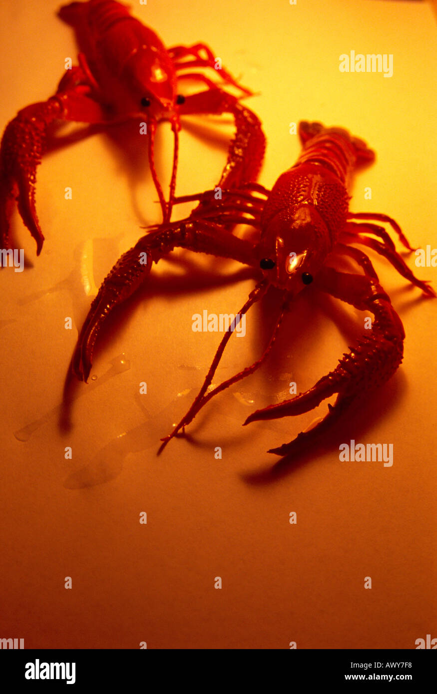 Two plastic crayfish creatures - the common yabby, Cherax destructor ...