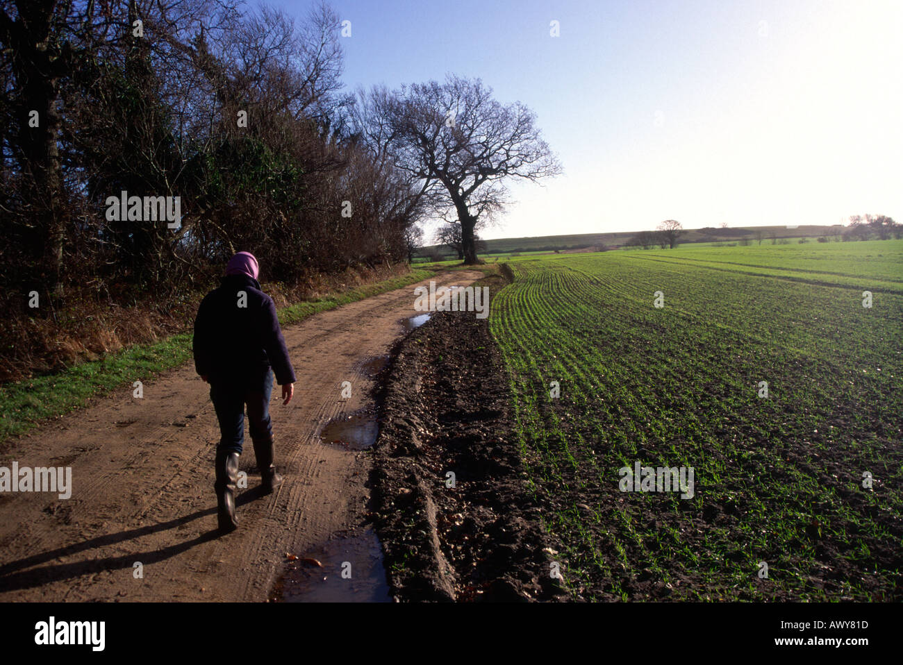 Country walk Suffolk England Stock Photo - Alamy