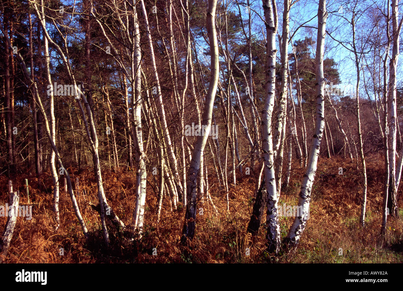 Silver birch trees Suffolk Sandlings England Stock Photo - Alamy