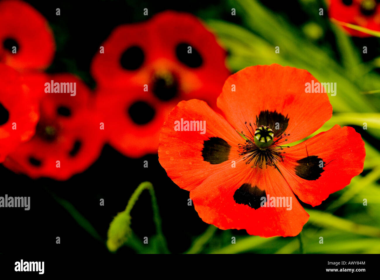 POPPY IN SHOW ENVIRONMENT Stock Photo - Alamy