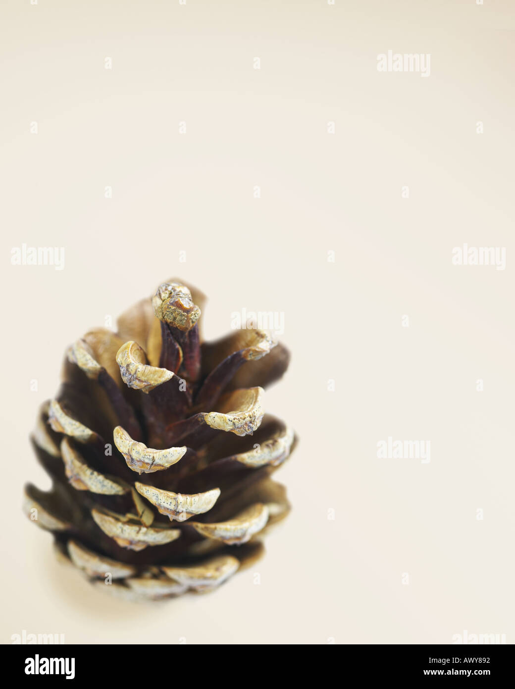 Pine Tree Cone Yellow Grad Background Stock Photo - Alamy