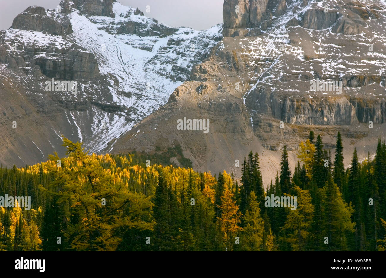 Fall in Banff National Park Alberta Stock Photo - Alamy