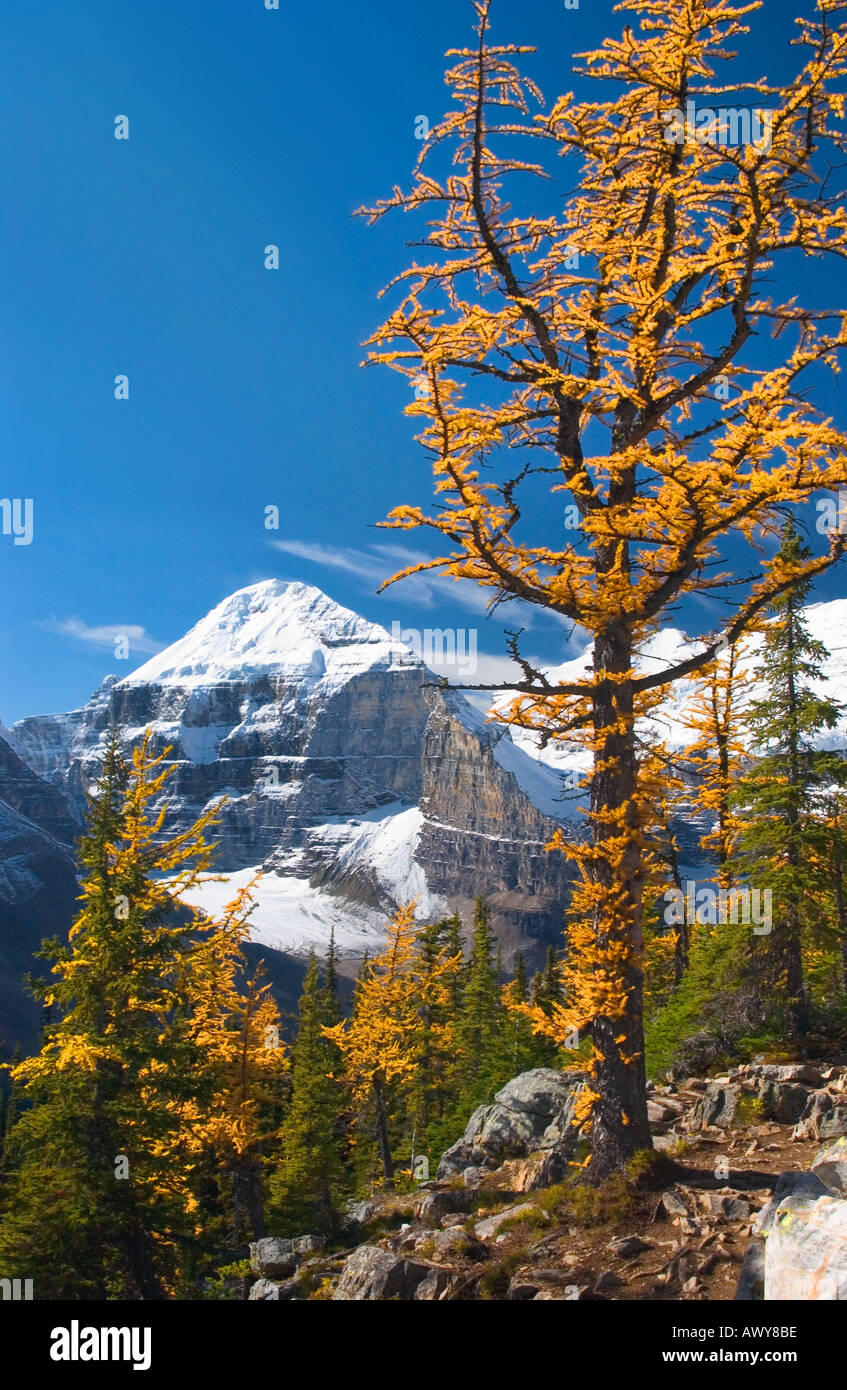 Fall in Banff National Park Alberta Stock Photo - Alamy