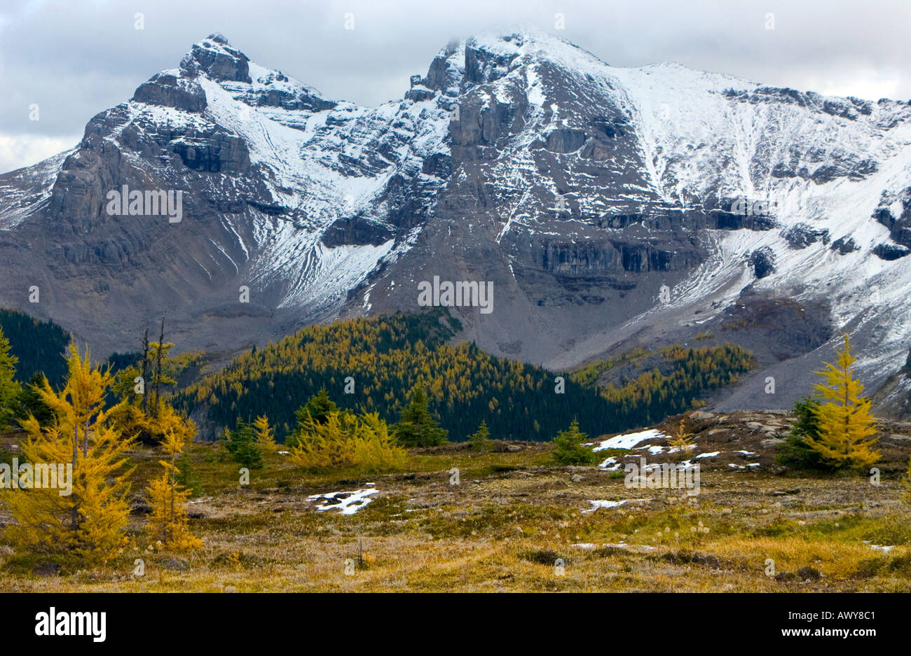 Fall in Banff National Park Alberta Stock Photo - Alamy