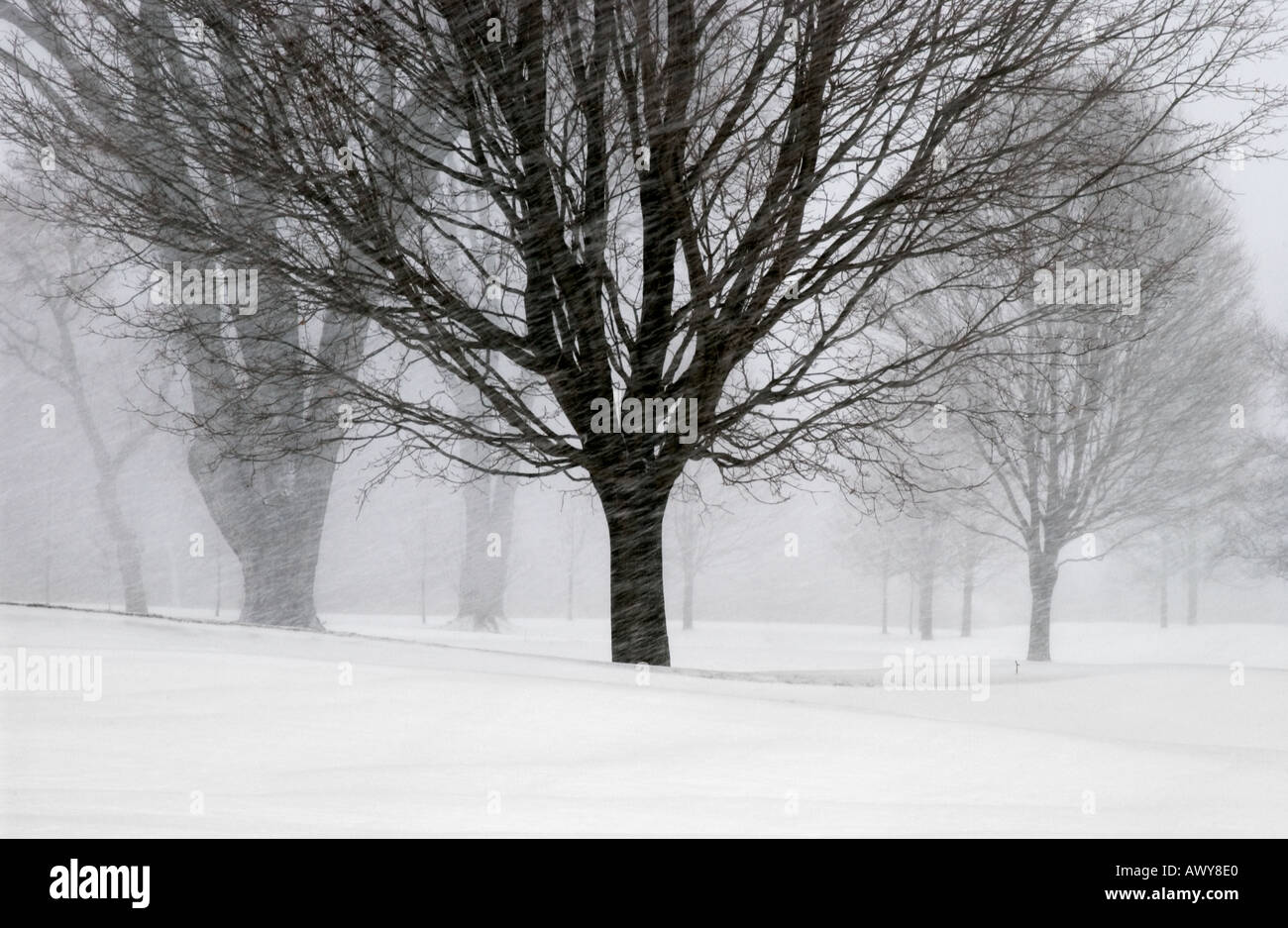 Winter scene with blowing snow Stock Photo - Alamy