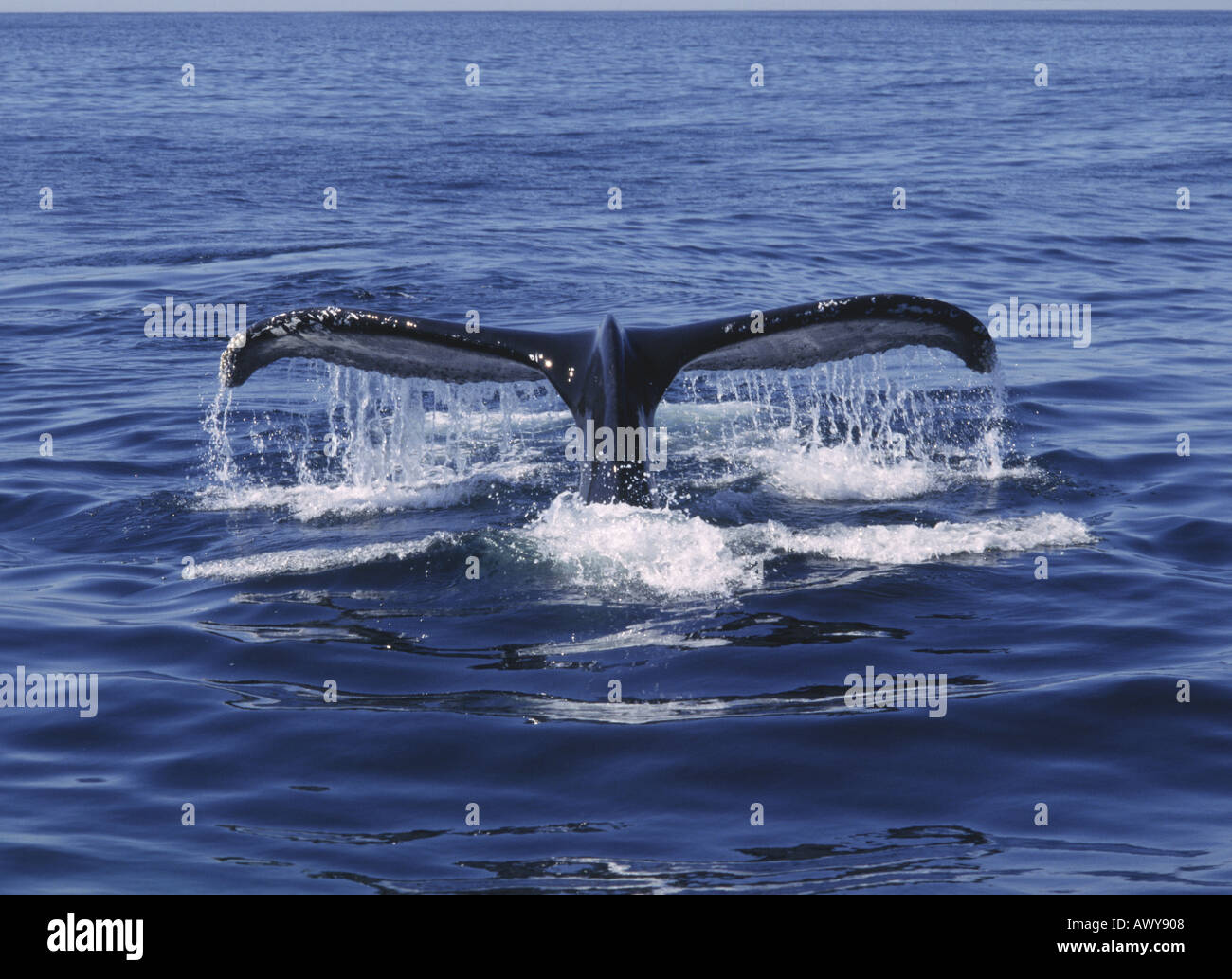 Tail fin of humpback whale in the Atlantic ocean outside Provincetown ...