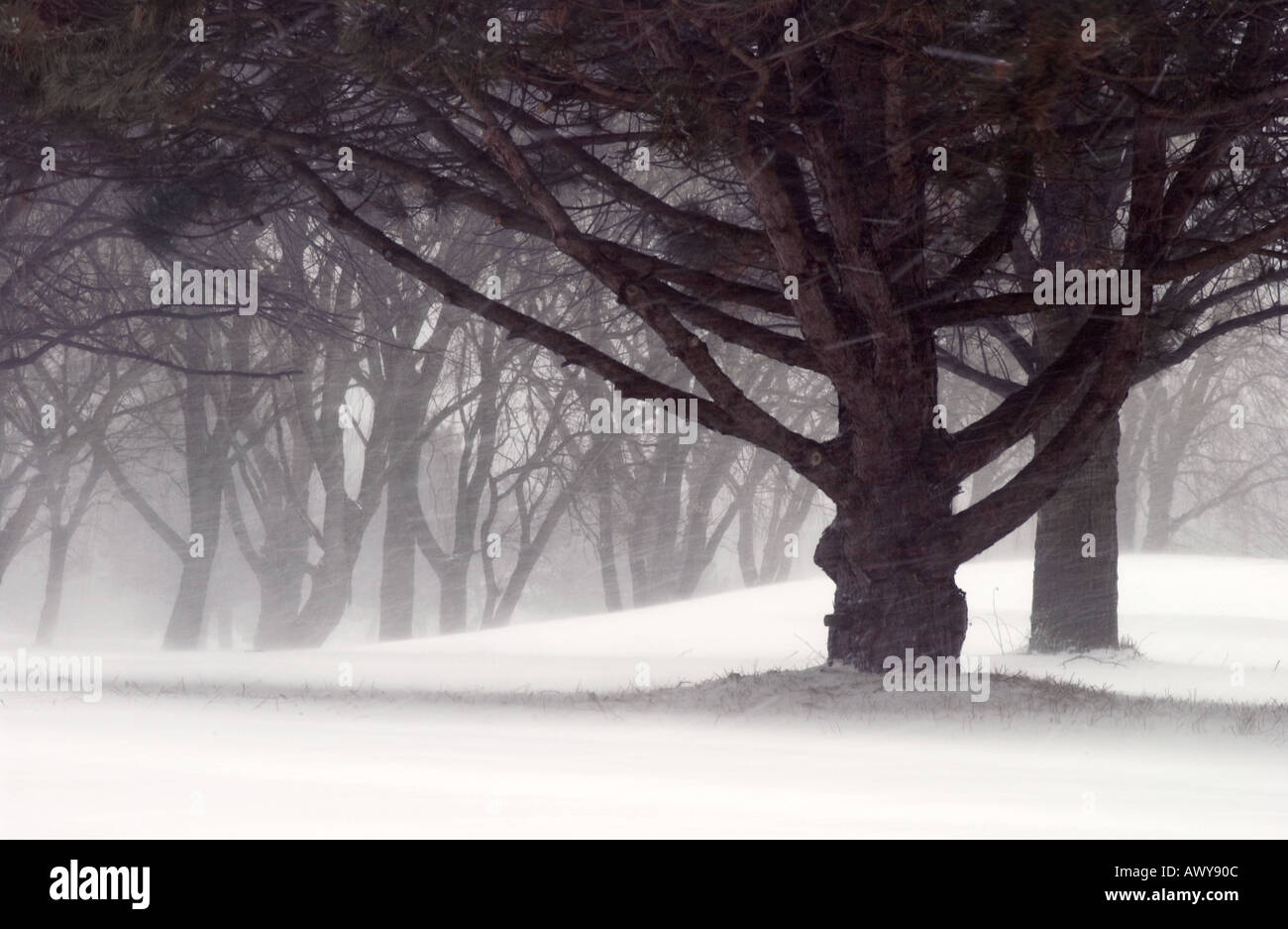 Winter scene with blowing snow Stock Photo - Alamy