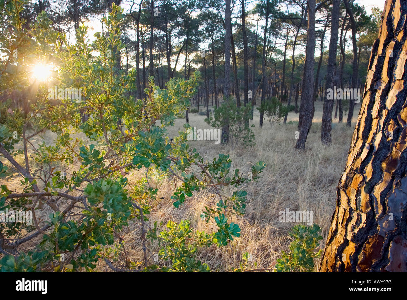 The sun shining through the pine plantation in Bold Park in Perth's ...